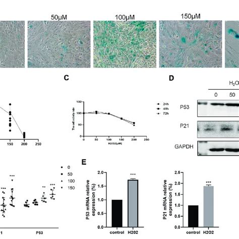 Effects Of H 2 0 2 In Beas 2b Cells A B Sa β Gal Staining Of