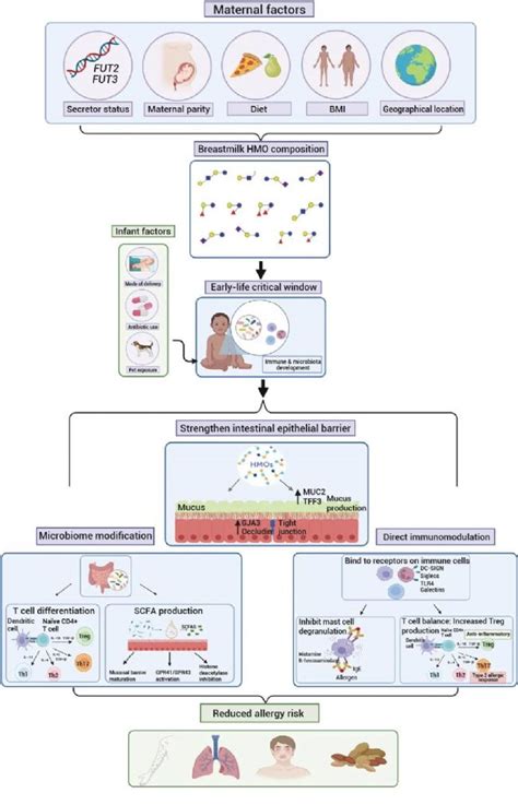 天然产物 低聚糖：在调节肠道菌群和免疫调节方面的重要作用 Mce 药品研发 蒲公英 制药技术的传播者 Gmp理论的实践者