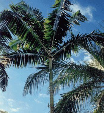 Types Of Palm Trees