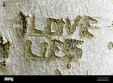 Letters Carved Into Tree Hi Res Stock Photography And Images Alamy