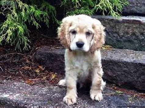 Bichon Spaniel Cocker Spaniel