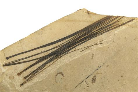 4 9 Conifer Needle Pinus Fossil Plate Mcabee Bc 274172 For