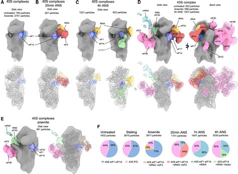 Visualization Of Translation Reorganization Upon Persistent Ribosome