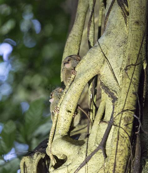 Tarsius On A Tree In Indonesia Stock Image Image Of Contraband Primatology 138373835