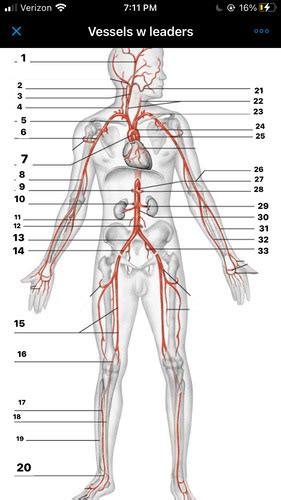 Artery Flashcards Quizlet