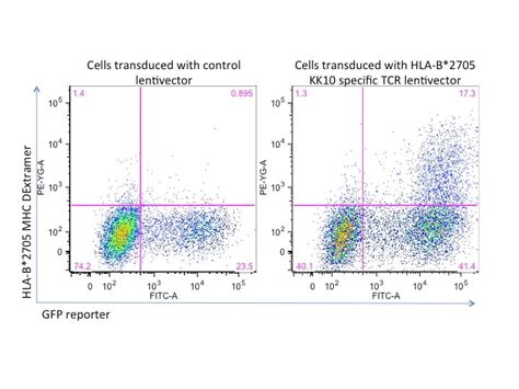 Mhc Class I Dextramer For Staining Of Primary Human T Cells Biocompare Antibody Review