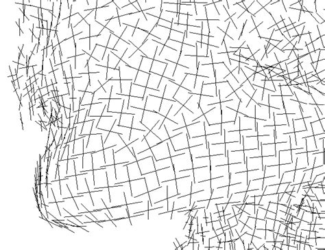 Computed Curvature Directions On The Chin Of The Ct Head Dataset