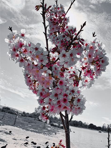 Pink Peeking Out Stock Photo Image Of Kansai Japanese