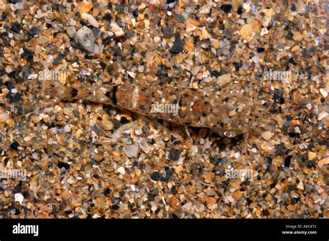 Brown Shrimp Crangon Crangon Juvenile Beautifully Camouflaged On Sand