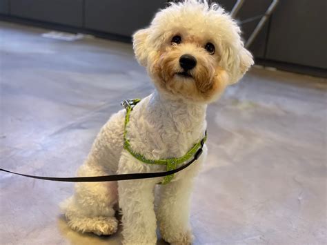 비숑프리제 토니 보더콜리분양가격 프렌치불독분양가격 빠삐용분양가격 파피용분양가격 사모예드분양가격 스피츠분양가격 시바견분양가격 시베리안허스키분양가격 시츄분양가격 요크셔테리어분양