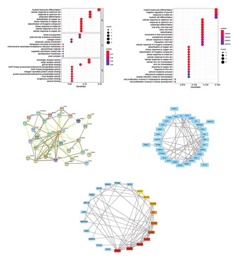 Enrichment Analysis Of Overlapping Genes And Selection Of Hub Genes