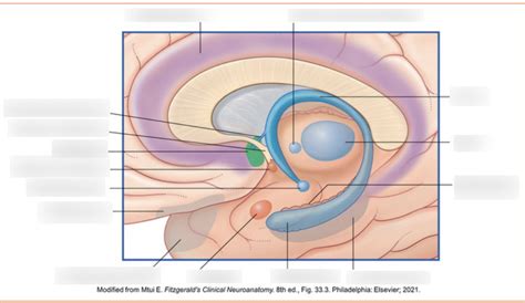 Neuro Final Diagram Quizlet