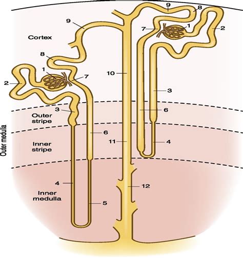 Thick Ascending Limb Of The Loop Of Henle Clinical Journal Of The American Society Of Nephrology