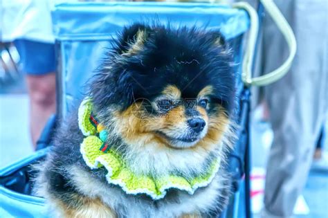 特写狗它是人类最好的朋友高清图片下载 正版图片504140553 摄图网 特写狗它是人类最好的朋友高清图片下载 正版图片504140553 摄图网