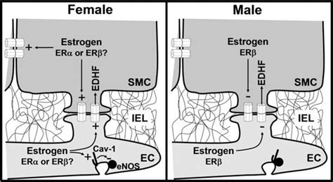 Possible Sex Differences In The Regulation Of The Endothelium Derived Download Scientific
