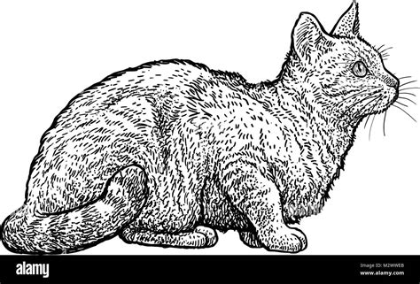 How To Draw Cat Sitting Side View