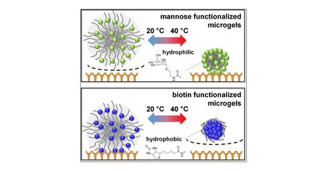 Specific Binding Of Ligand Functionalized Thermoresponsive Microgels Effect Of Architecture