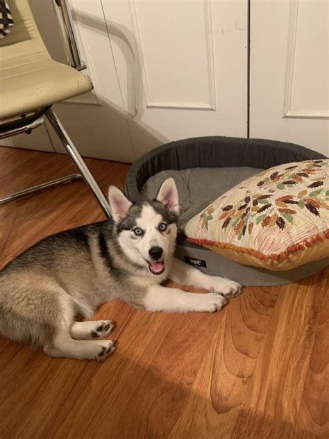 My Little Pomsky Boy Raww