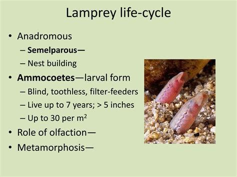Ppt Evolution And Diversity Of Fishes Primitive Fishes Powerpoint