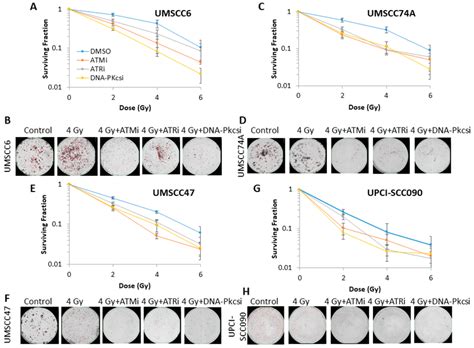 inhibition of atm atr and dna pkcs can enhance sensitivity of hnscc