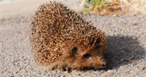 Прокуратурата подхваща продажби на защитени видове в мрежата