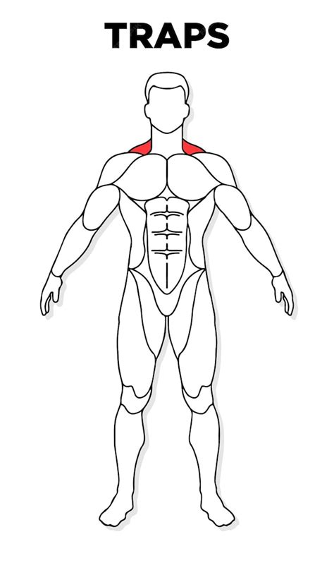 Premium Vector Human Traps Muscle Male Anatomy Model Vector Perfect