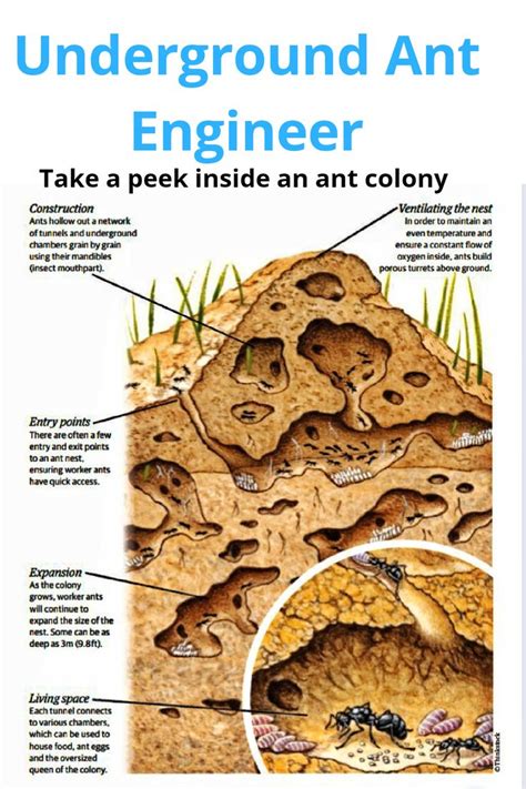 What Do Ant Colonies Look Like Ant Colonies Structure Ant Colony Part Ant Colony Underground