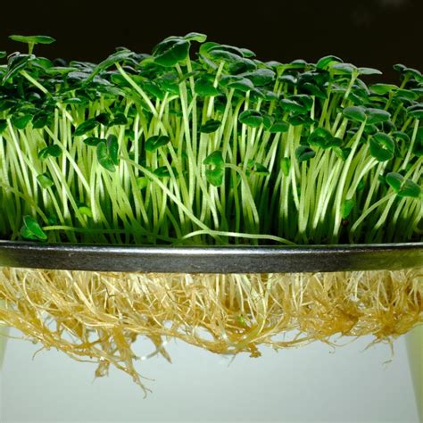 Растение чиа — как вырастить из семян Инструкция для проращивания