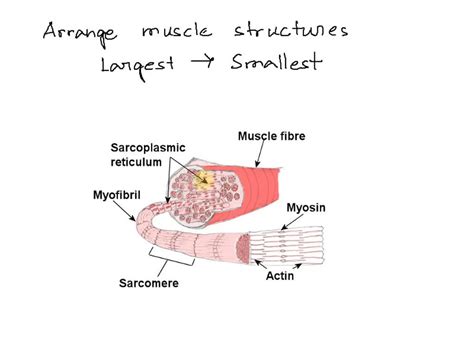 Solved Which Of The Following Options Lists Muscle Structures In The