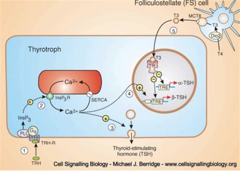Biosynthesis Of Thyroid Hormones And Actions Of Antithyroid Drugs