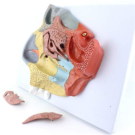 Human Nasal Cavity Anatomy Model Anatomical Nasal Cavity Model Human Organ Anatomical Model