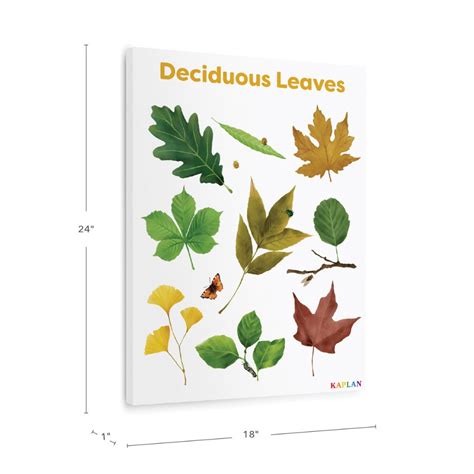 Deciduous Leaves Identification