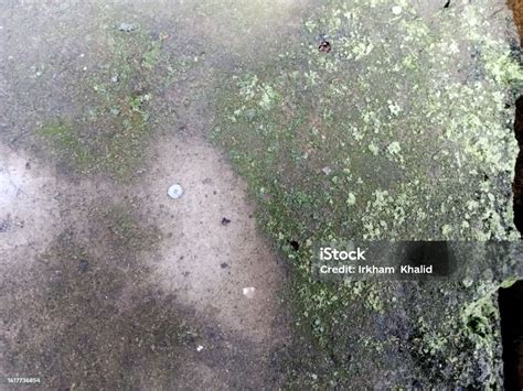 Foto Lumut Yang Menempel Di Permukaan Lantai Beton Foto Stok Unduh Gambar Sekarang Abu Abu