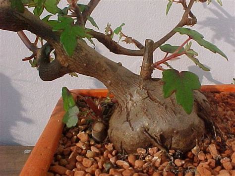 Begonia Caudex Bonsai Tree