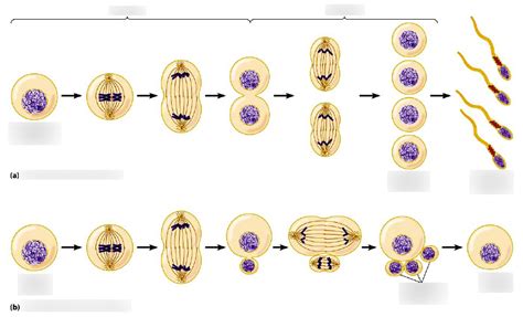 Meiosis Diagram 4 Diagram Quizlet