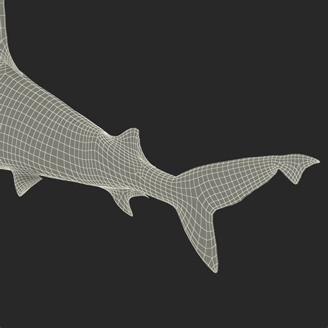 Sandbar Shark Rigged 3d Модель 3d Модель 99 Max Unknown Free3d