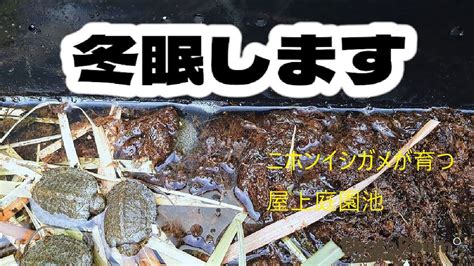 ニホンイシガメが育つ屋上庭園池冬眠の準備 イシガメの冬眠 ニホンイシガメ冬眠 カメ冬眠 カメの冬眠のさせ方