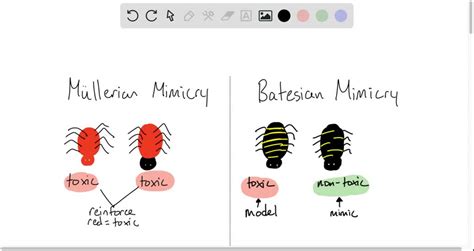 Solved Batesian Mimicry Differs From Müllerian Mimicry In That A In Batesian Mimicry Both
