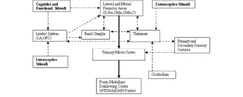 A Schematic Diagram Incorporating Feedforward Sensory Systems And