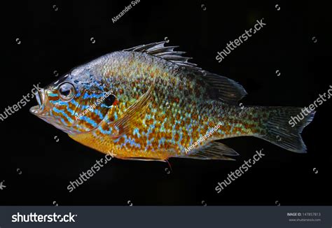 Giant Freshwater Sunfish