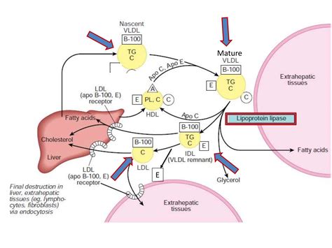 Lipoprotein Metabolism Pptx Hdl Metabolism Ldl Metabolis Vldl Metabolis Chylomicron