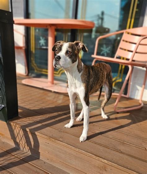 보스턴테리어믹스 테오 강아지 책임분양 ♥분양완료 아이조아 유기방지입양 파양 강아지보호소 고양이보호소 무료분양센터