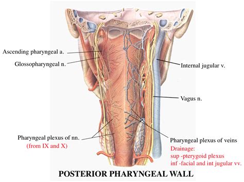 Pharyngeal Plexus