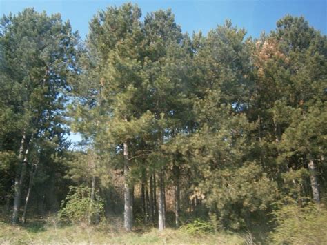 Купува ниви лозя градини в село Баня община Нова Загора