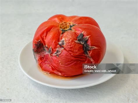 버릇없는 빨간 토마토에 검은 곰팡이 거친 흰색 텍스처 배경 위에 흰색 접시에 썩은 토마토 버릇없는 과일과 야채 토마토 채소에 대한 스톡 사진 및 기타 이미지 Istock
