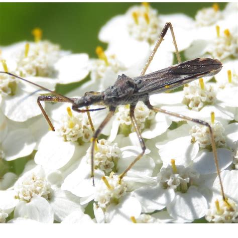 Four Spurred Assassin Bug Zelus Tetracanthus Wild Columbia County