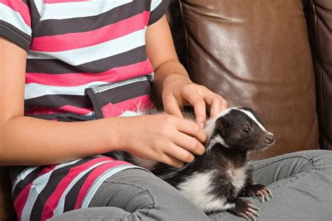 Get That Funky Skunk Smell Out Of Your Clothes