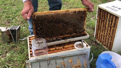 Sugar Shake For Honey Bees At Stephanie Le Blog