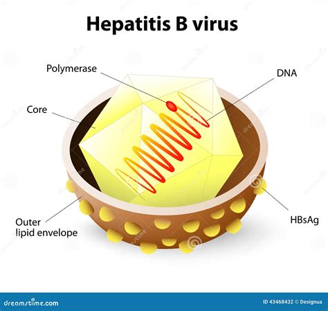 Hepatitis B Virus Structure Stock Vector Image 43468432