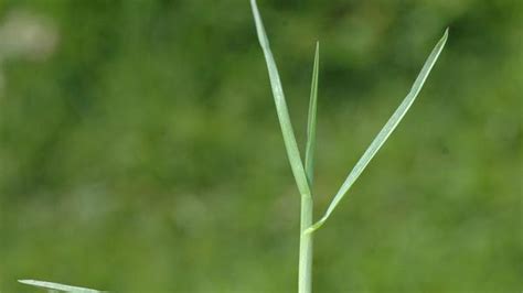 Rough Bluegrass Turffiles Nc State Extension